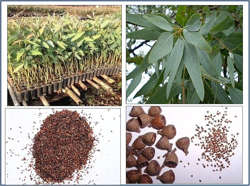 Eucalyptus Nitens Seeds - Heirloom & Non-GMO Tree Seeds – Dharaseeds