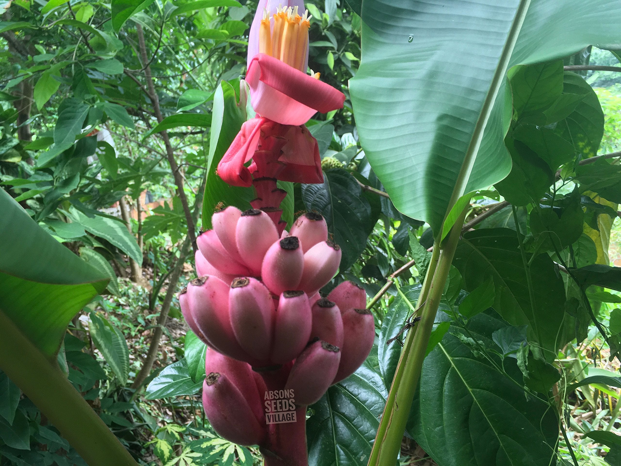 Banana Tree Seeds – Musa spp. for Tropical & Indoor Gardening – Dharaseeds