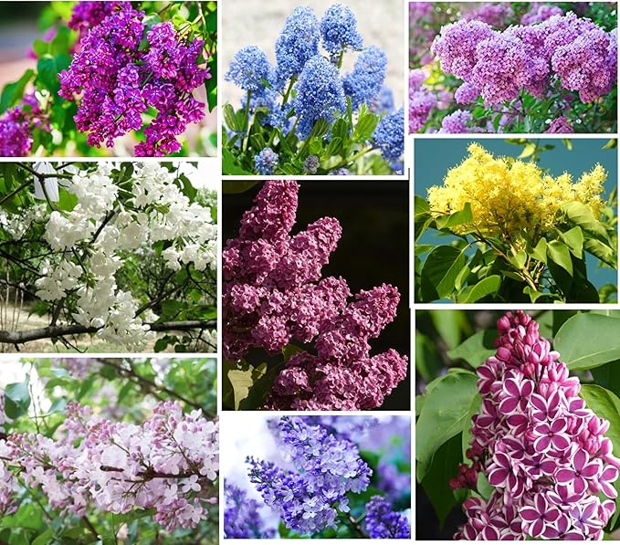 Japanese Lilac Seeds - Syringa reticulata Home Garden & Borders ...