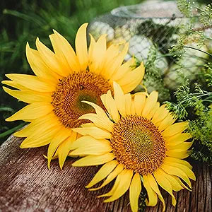 Mars Sunflower Helianthus annuus Seeds for Planting - Shop Now – Dharaseeds