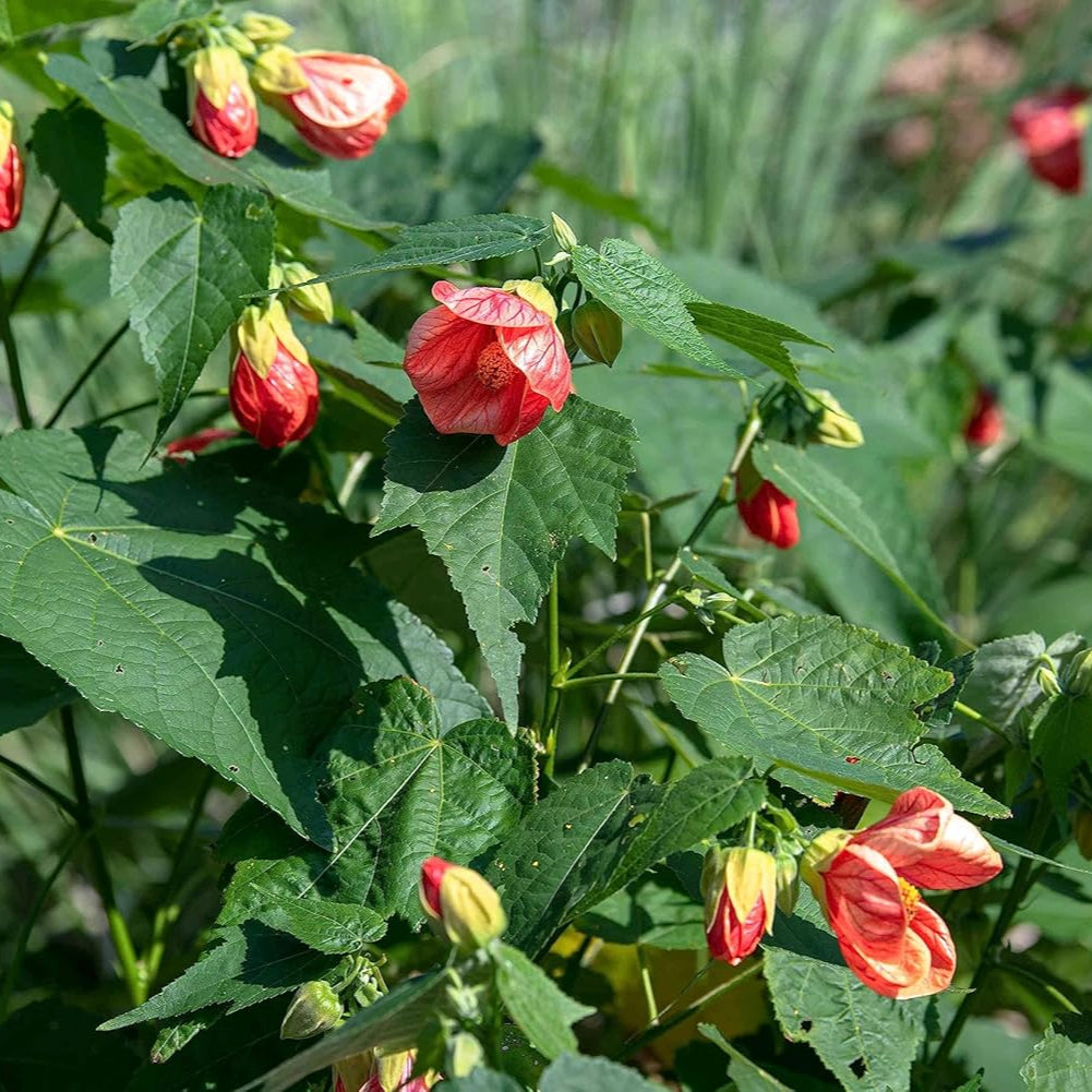 Heirloom Non-GMO Red Abutilon Striatum Flower Seeds for Garden Planting ...