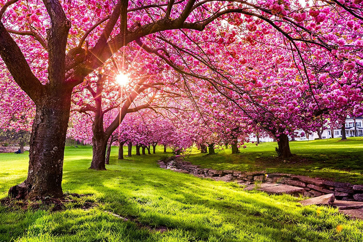 Japanese Sakura Seeds for Planting - Order Now – Dharaseeds