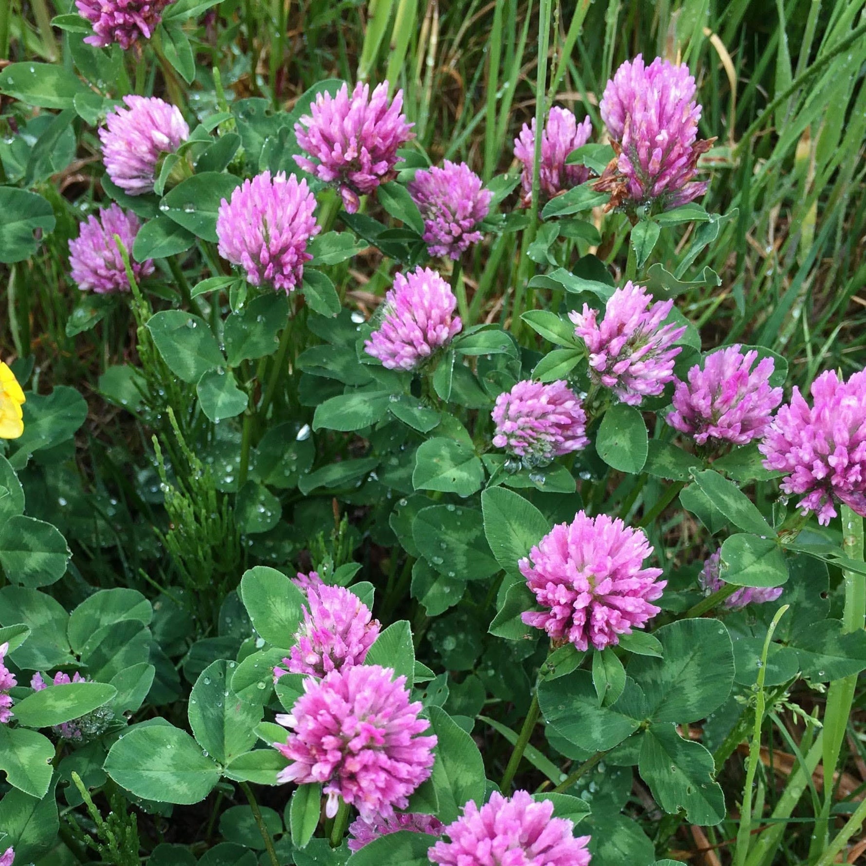 Clover Seeds - Mauve Purple Clover Flower Seeds for Groundcover ...