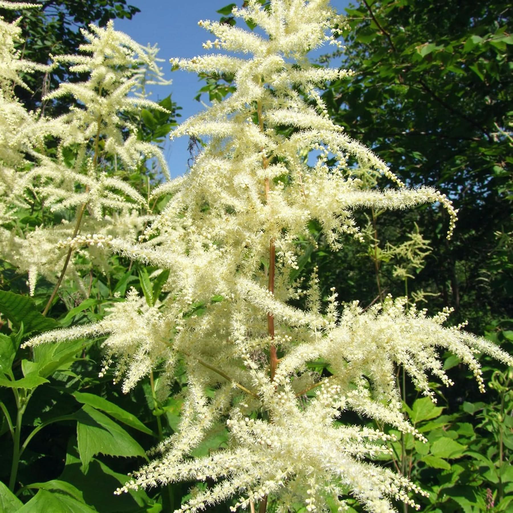 Aruncus Seeds – White Heirloom Perennial Flowering Plant – Dharaseeds