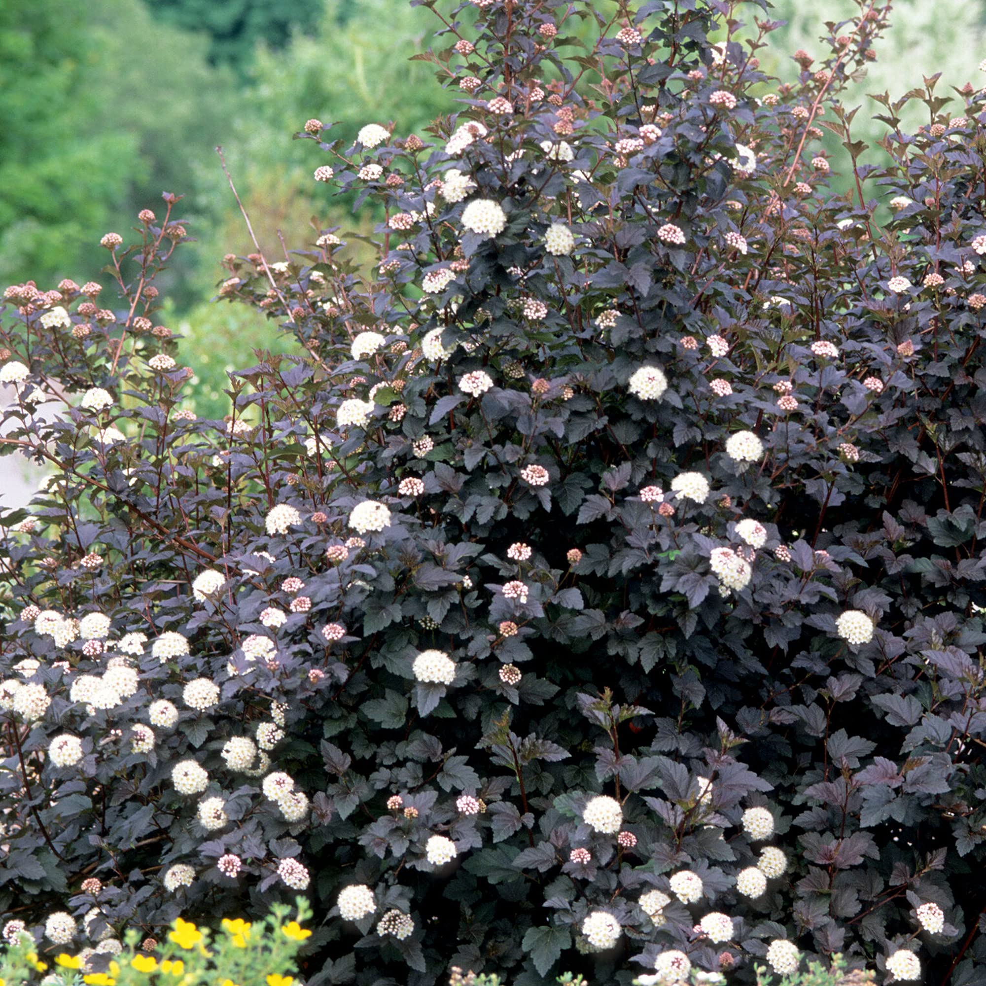 Ninebark Shrub Seeds – Grow Hardy Shrubs Now – Dharaseeds