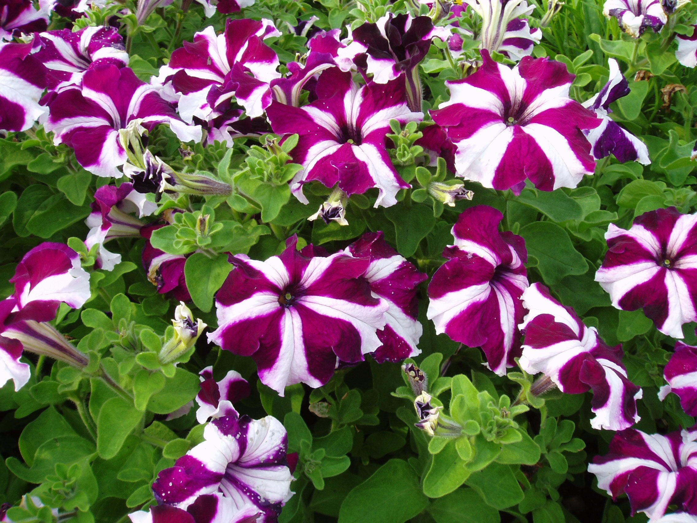 Climbing Petunia Seeds – Vining Flower Power – Dharaseeds