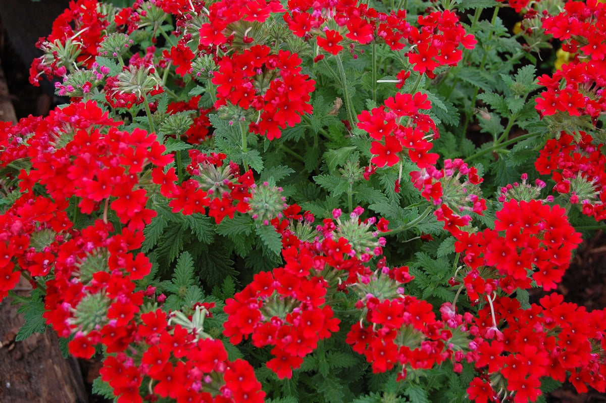 Verbena Seeds – Red Annual Garden Flowering Variety – Dharaseeds