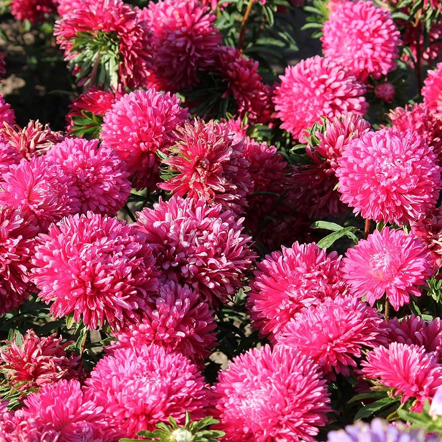 Aster Red Gremlin Seeds - Lush Flowers Fast – Dharaseeds