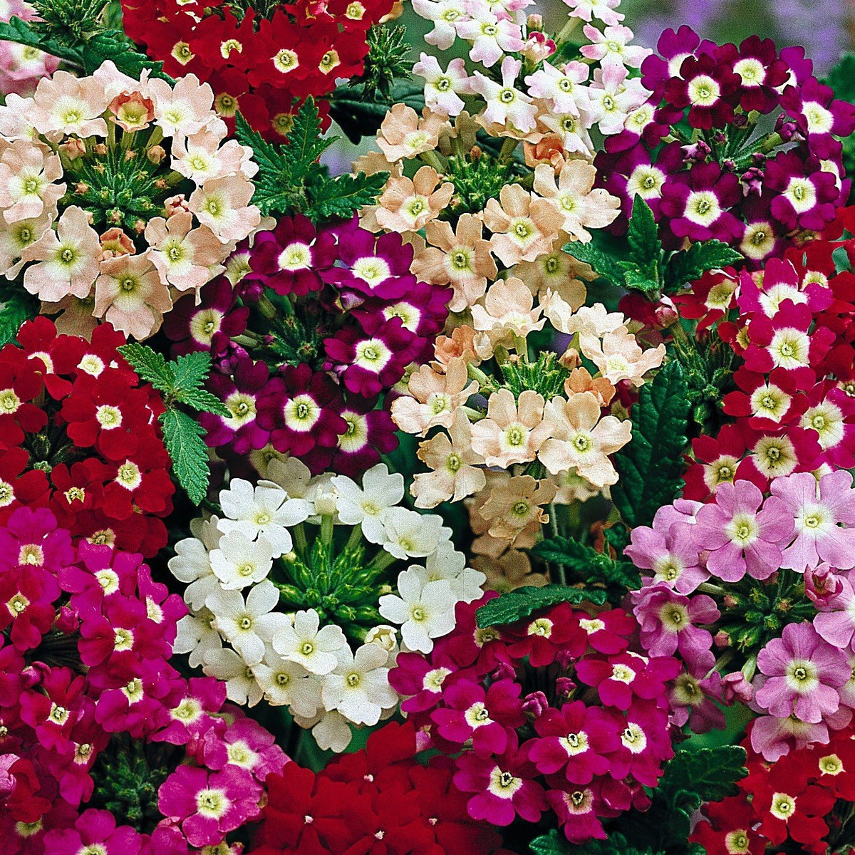 Verbena Ideal Mix White Seeds – Garden Pot Flowers – Dharaseeds