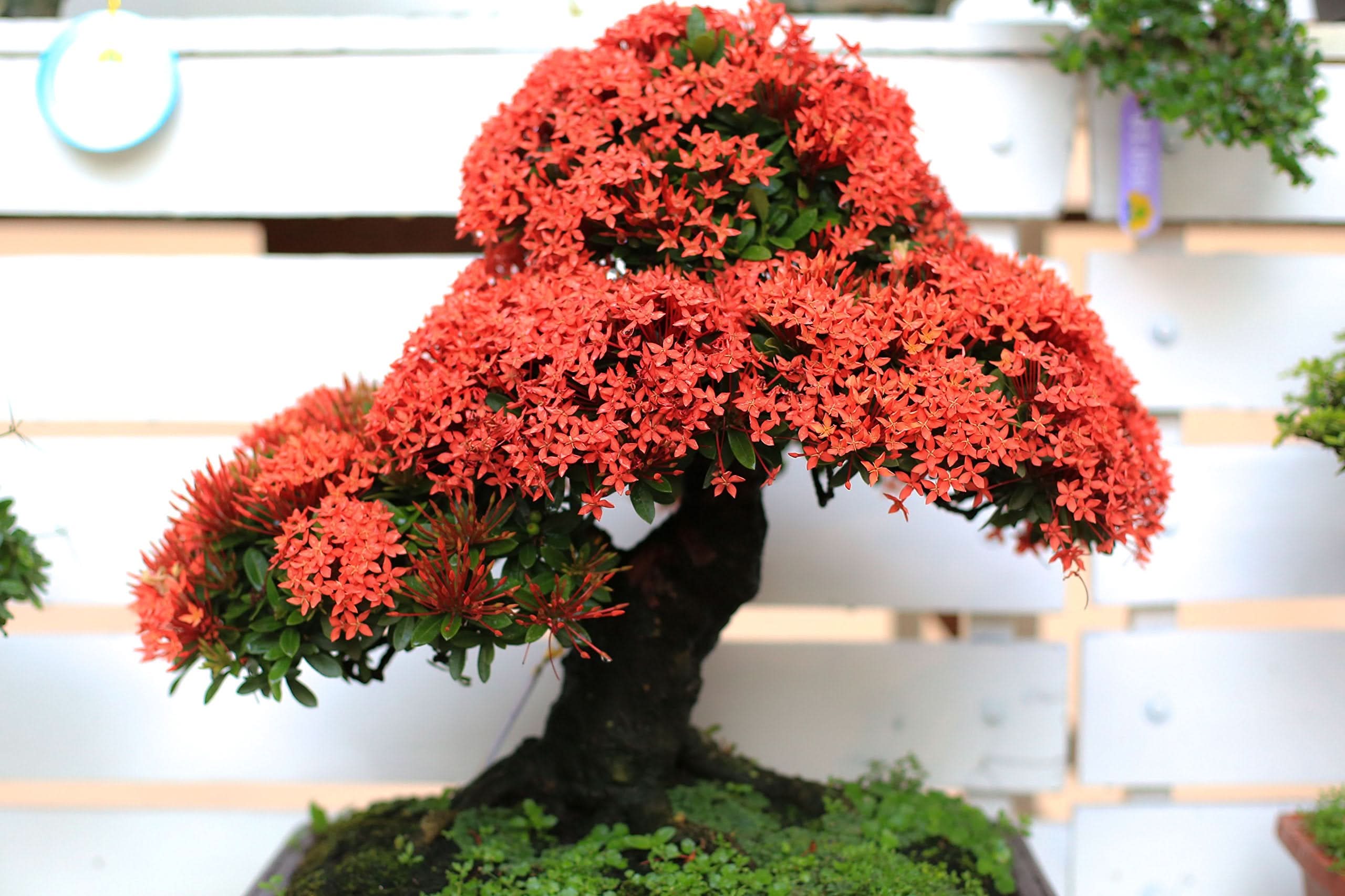 Sakura Seeds - Prunus Serrulata for Garden Bonsai and Backyard ...