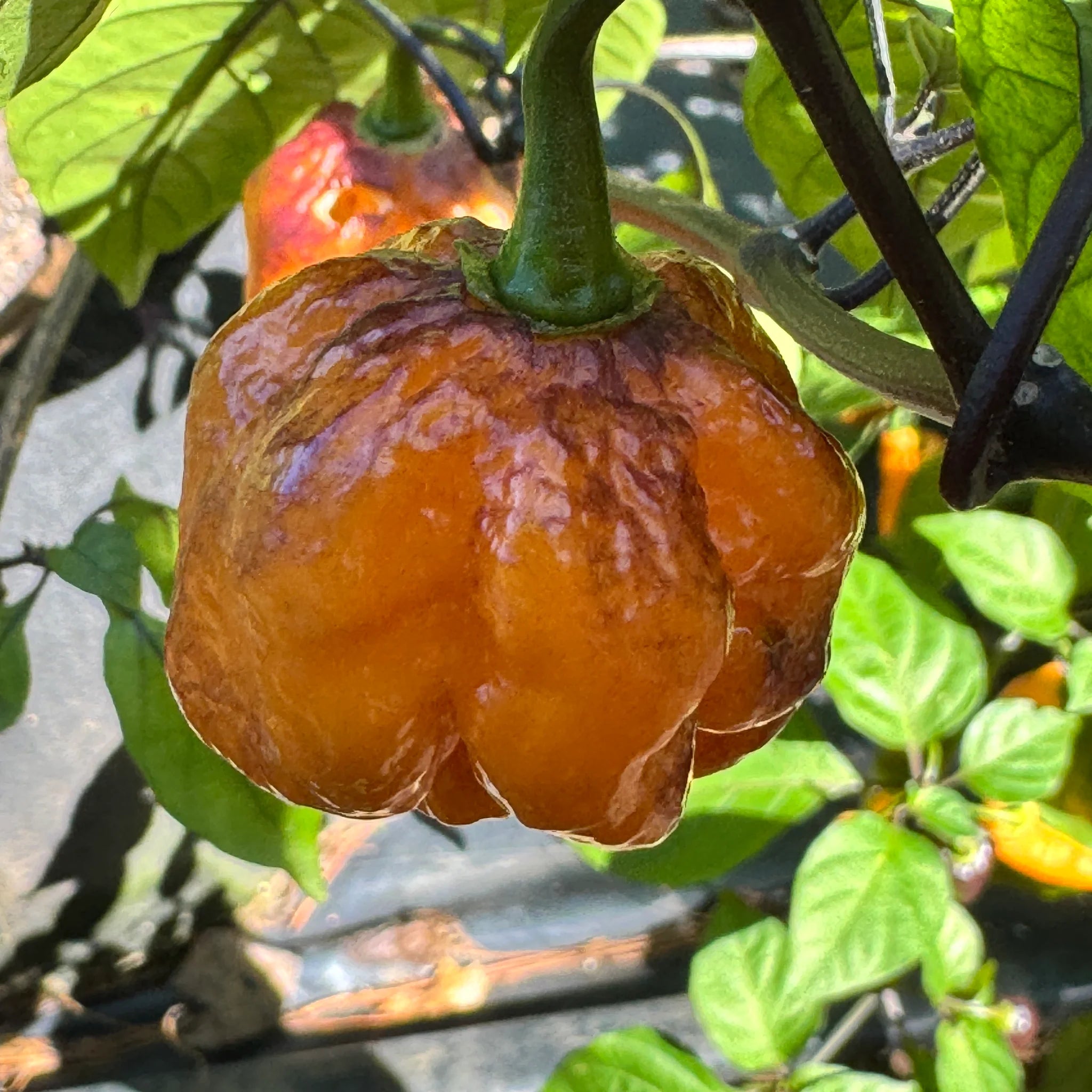 Pockmark Orange Pepper Seeds – Heirloom, Non-GMO – Dharaseeds