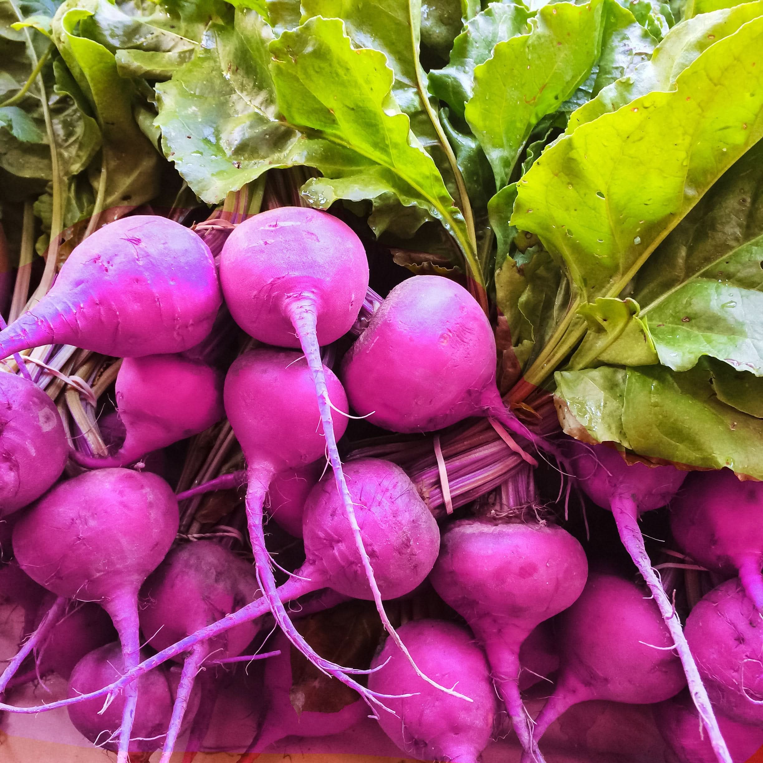 Leek Seeds - Purple Root Variety – Dharaseeds