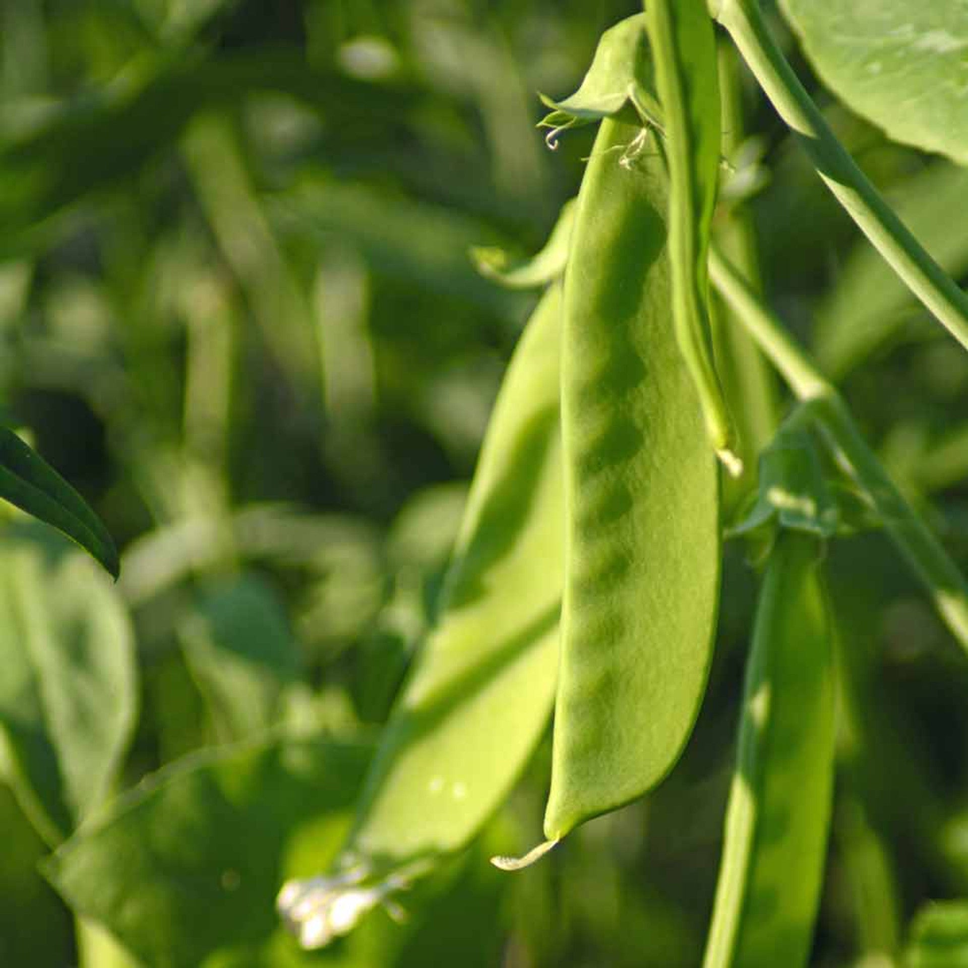 Snow Pea Seeds – Heirloom, Non-GMO Vegetable Seeds for Planting ...