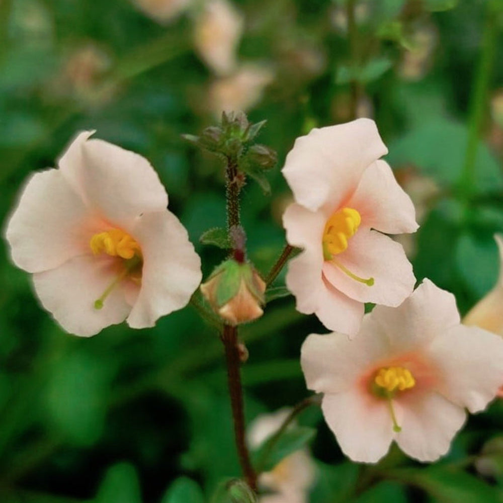Heirloom Non-GMO Pink Alonsoa Flower Seeds for Delicate Garden Borders ...