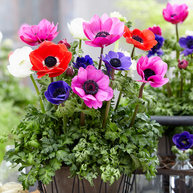 Organic Heirloom Non-GMO Anemone Flower Seeds for Planting – Spring ...