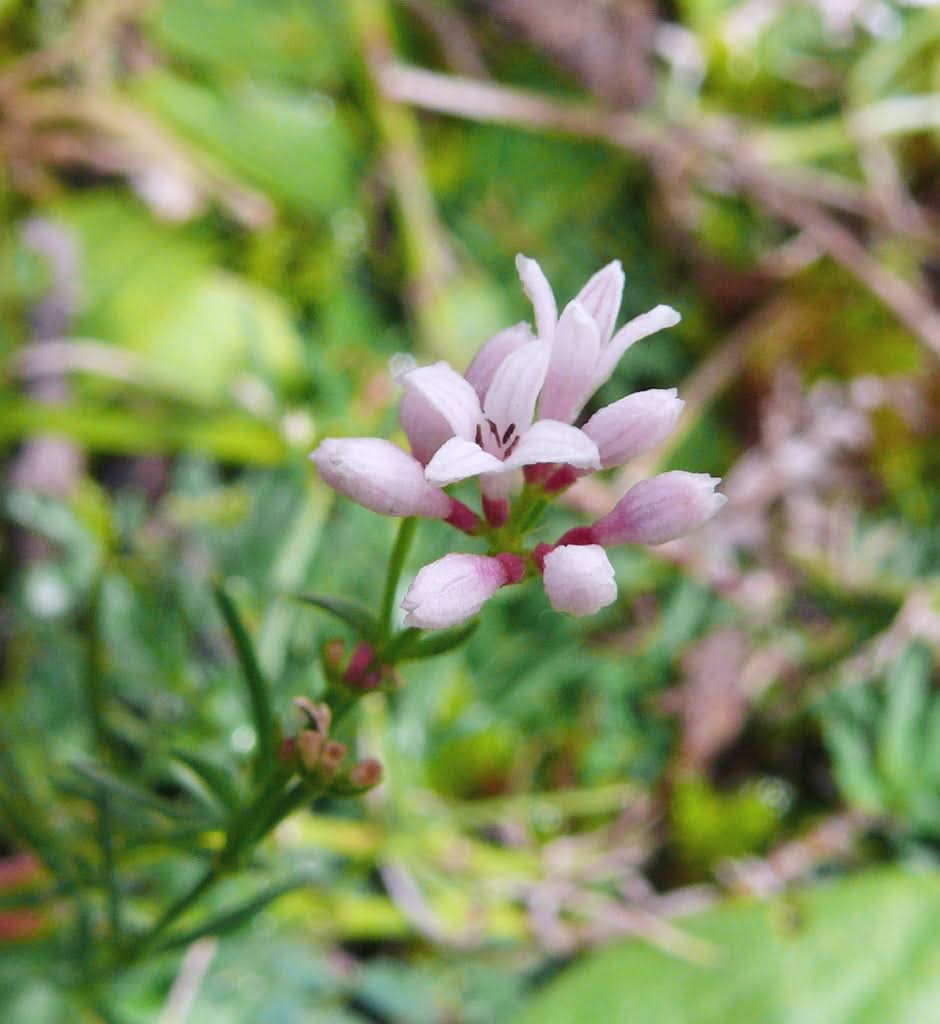 Pink Woodruff Seeds – Fragrant Shade-Loving Flower Seeds – Dharaseeds
