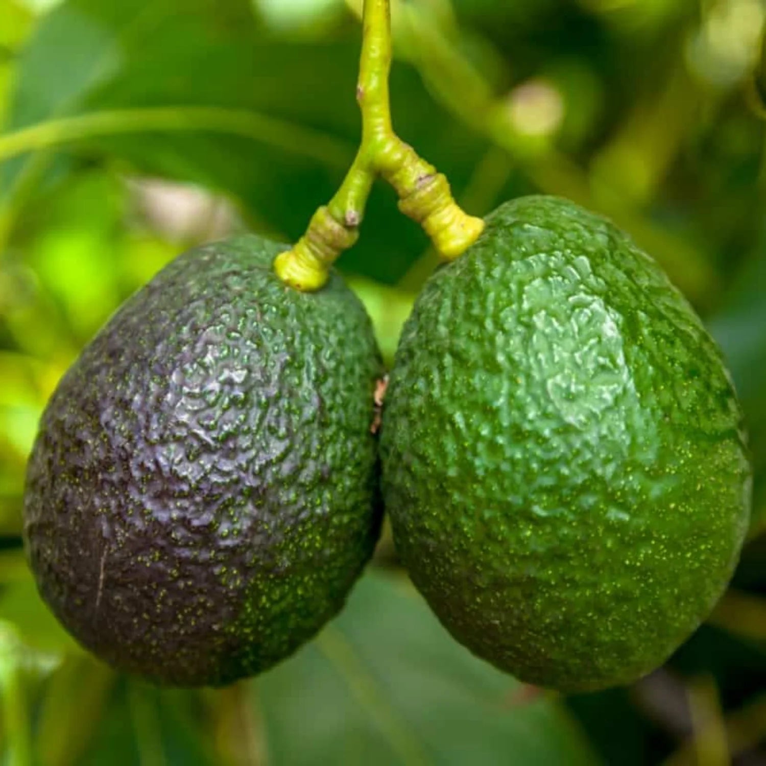 Avocado Seeds - Persea americana - Planting in Garden, Unique Tree ...
