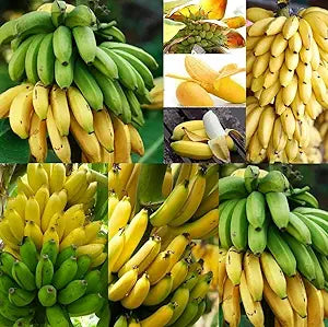 Banana Seeds - Fruit - Tropical Garden, Perennial (Musa spp.) – Dharaseeds