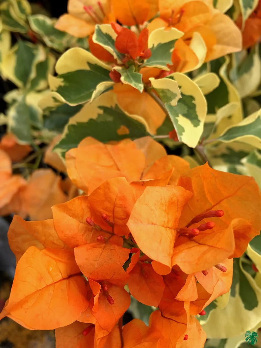 Bougainvillea Orange Ice Flower Seeds for Planting - Heirloom and Non ...