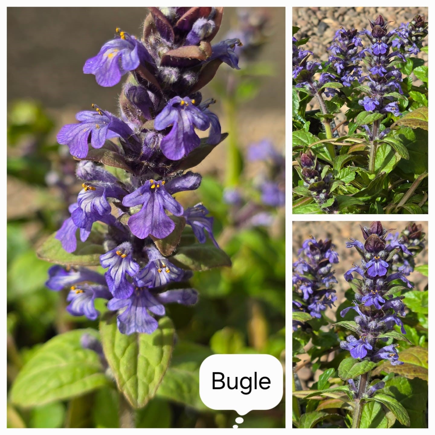 Bugle Flower Seeds for Garden Planting - 100 pcs - Dharaseeds
