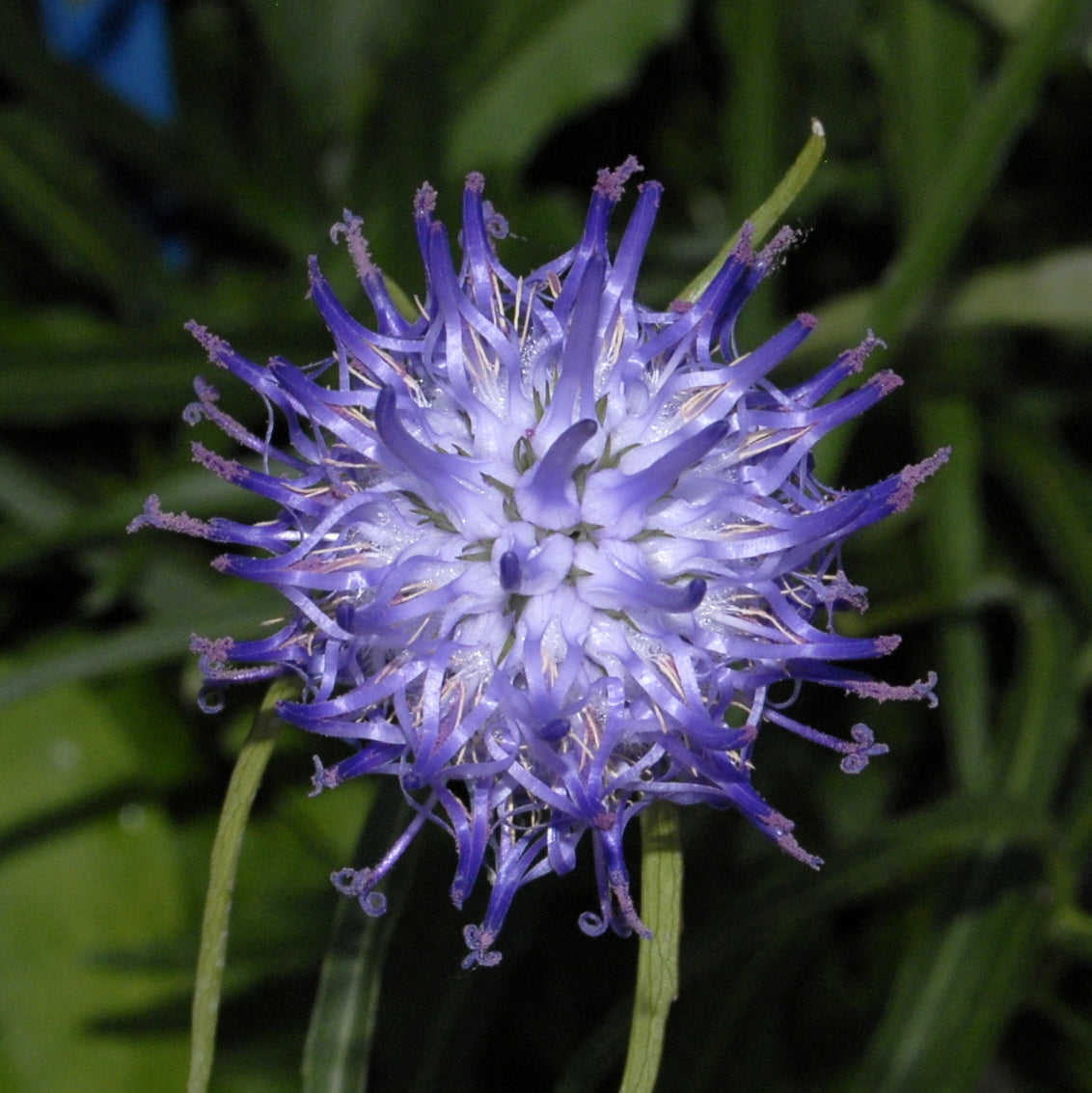 Horned Rampion Seeds – Phyteuma Scheuchzeri Unique Alpine Flower Seeds ...