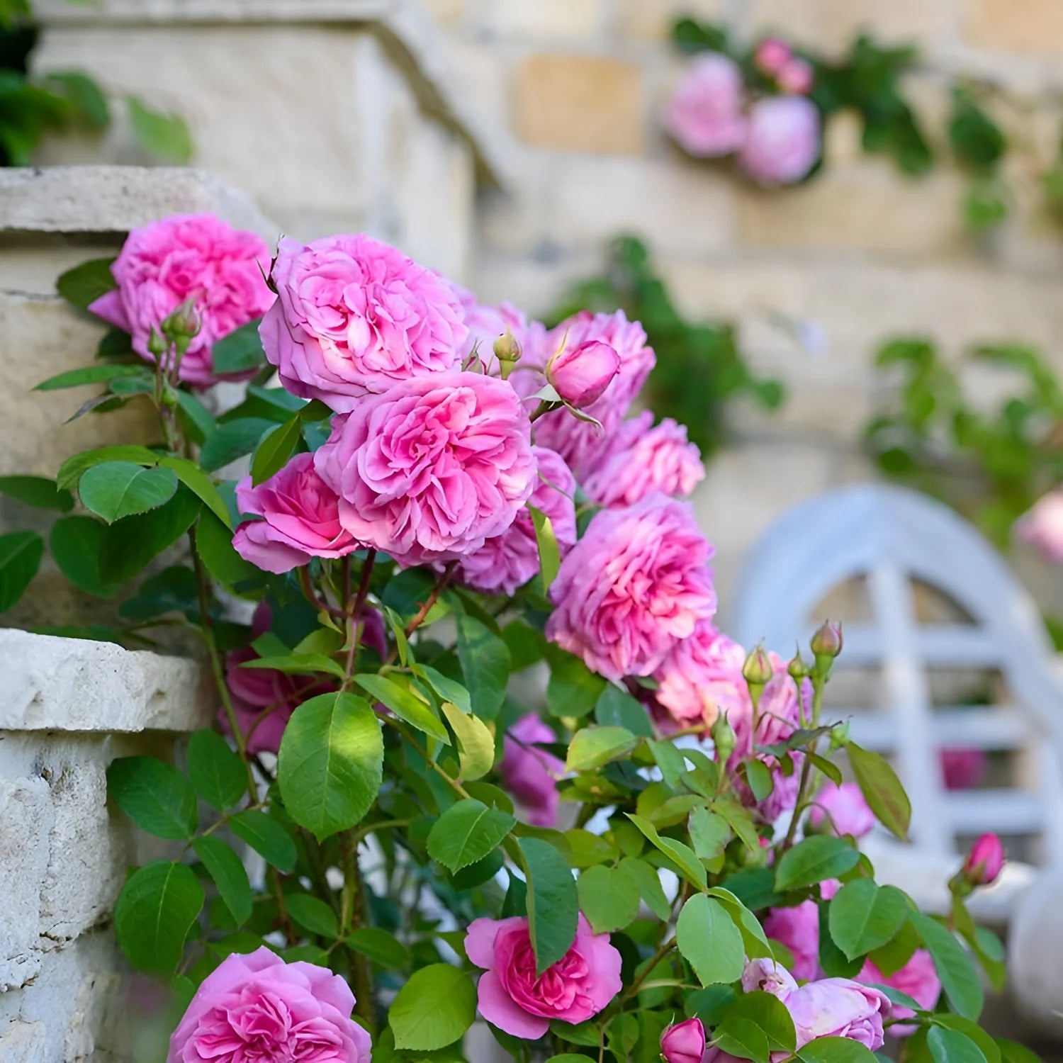 Rose Tree Seeds - Rosa Home Garden & Decorative Landscape – Dharaseeds