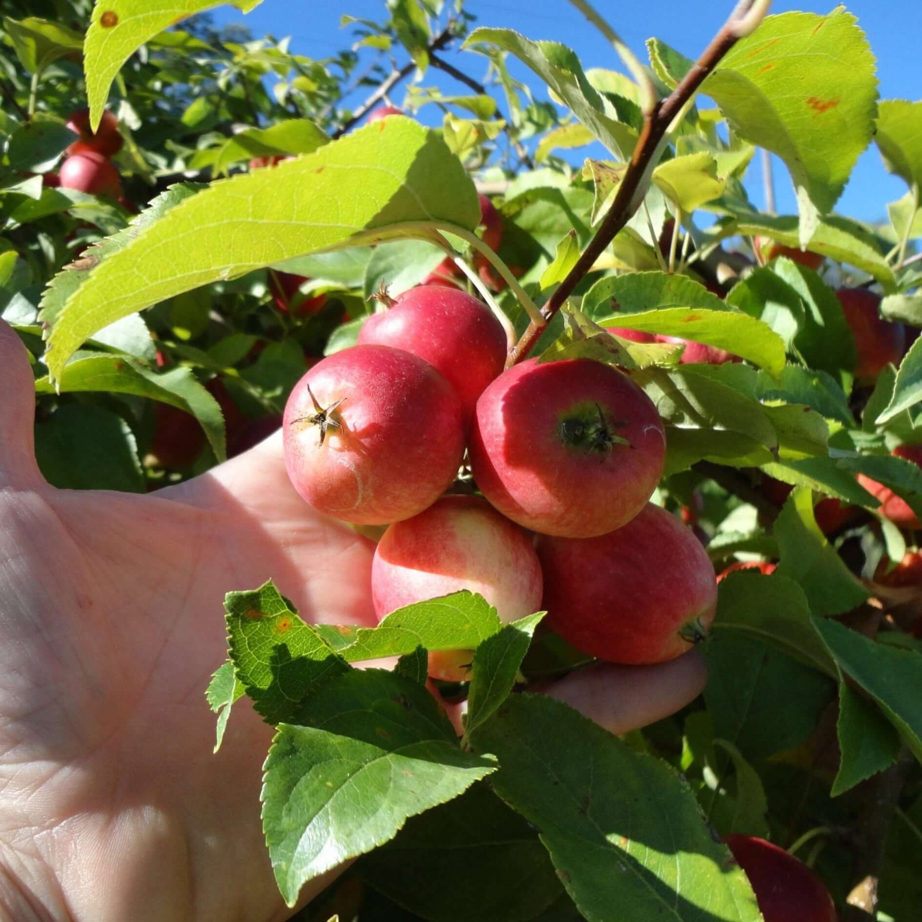 Crab Apple Malus Sylvestris Seeds Bloom and Fruit – Dharaseeds