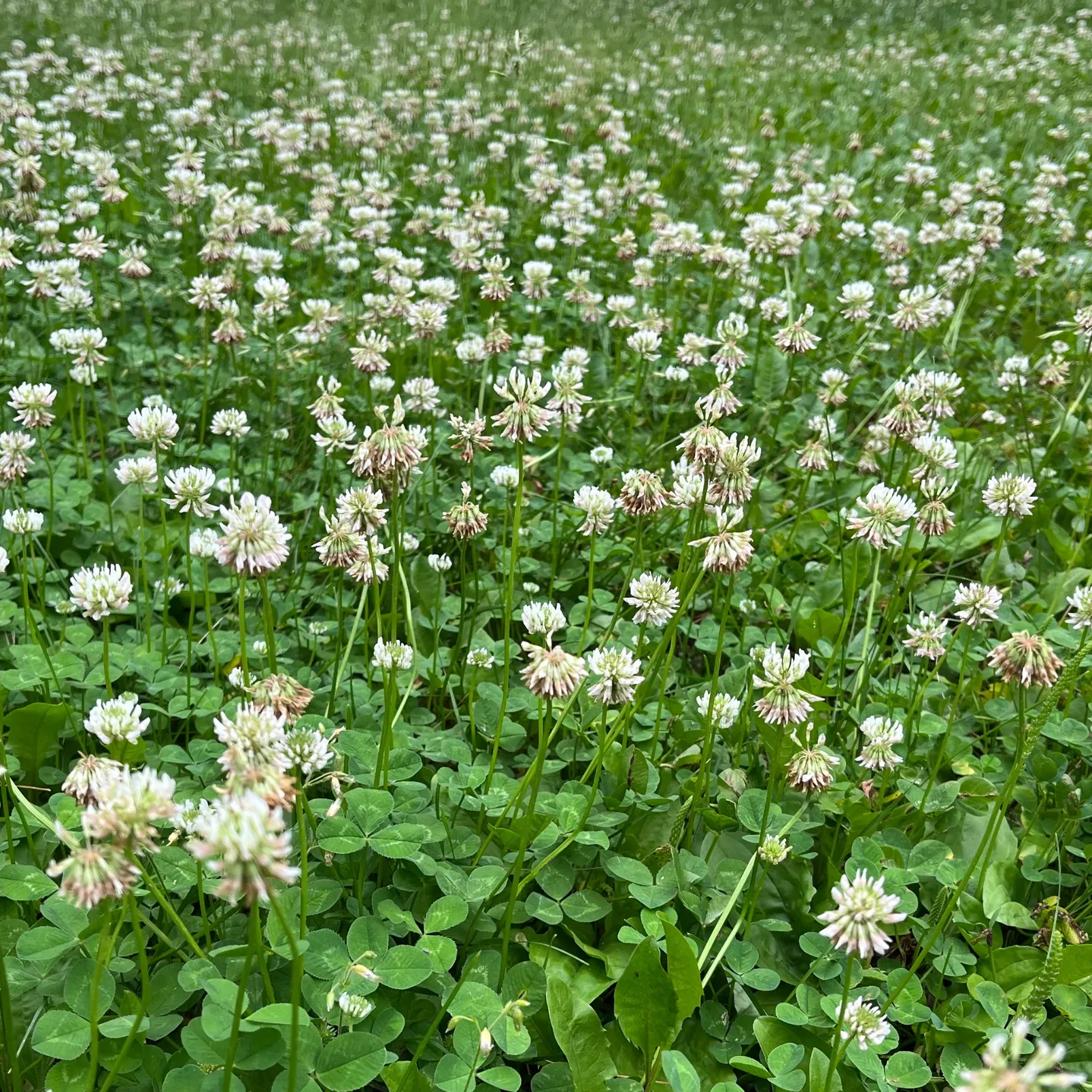 Packs White Dutch Clover Cover Crop Seeds Flower Seeds – Heirloom, Non ...