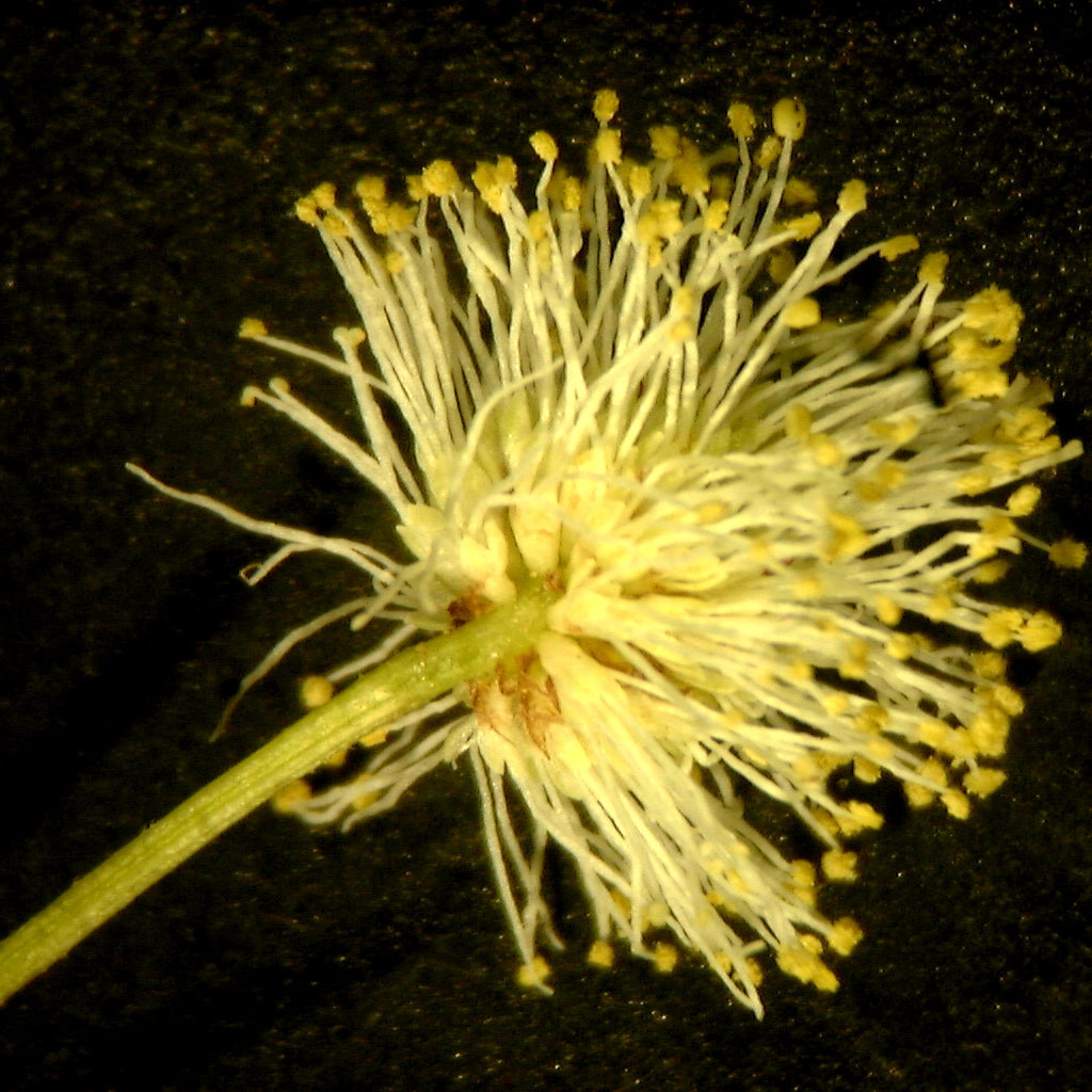 Yellow Illinois Bundleflower Seeds for Planting - 100 pcs - Dharaseeds