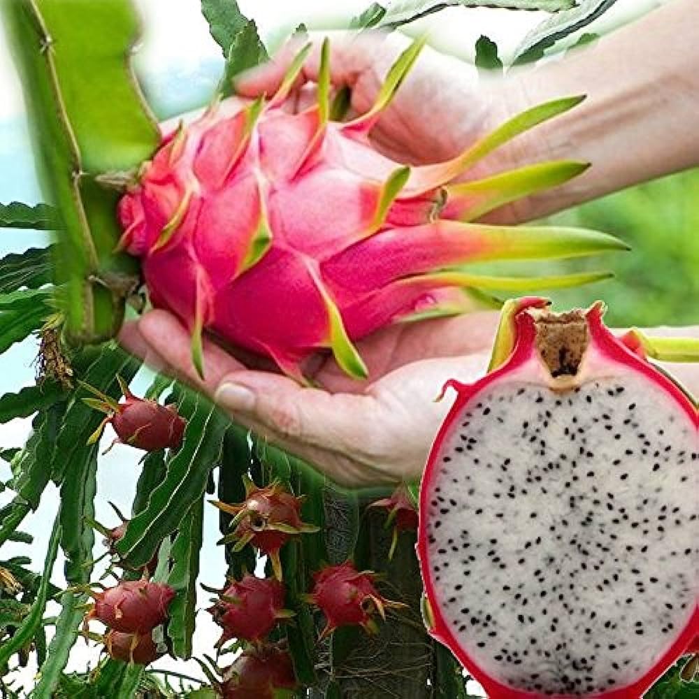 Dragon Fruit Seeds - Dwarf Pitaya, Bonsai, Indoor/Container Growing ...