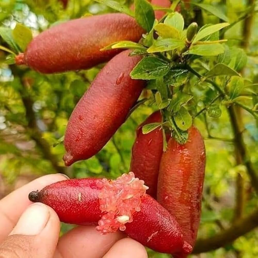 Finger Lime Seeds - Mixed Fruit - Container Garden, Perennial (Citrus ...