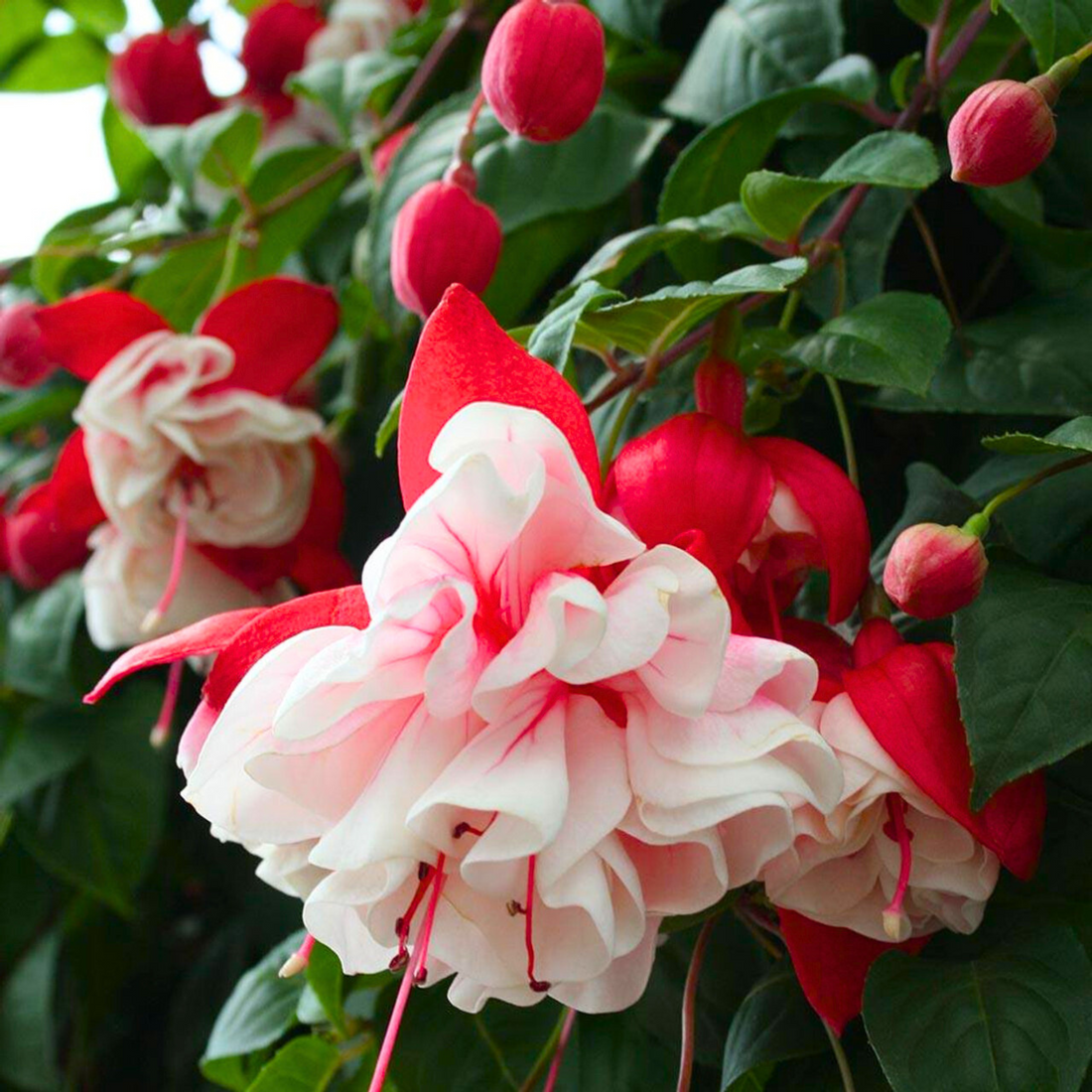 Heirloom Fuchsia Flower Seeds for Planting – White and Pink Mix, Non ...