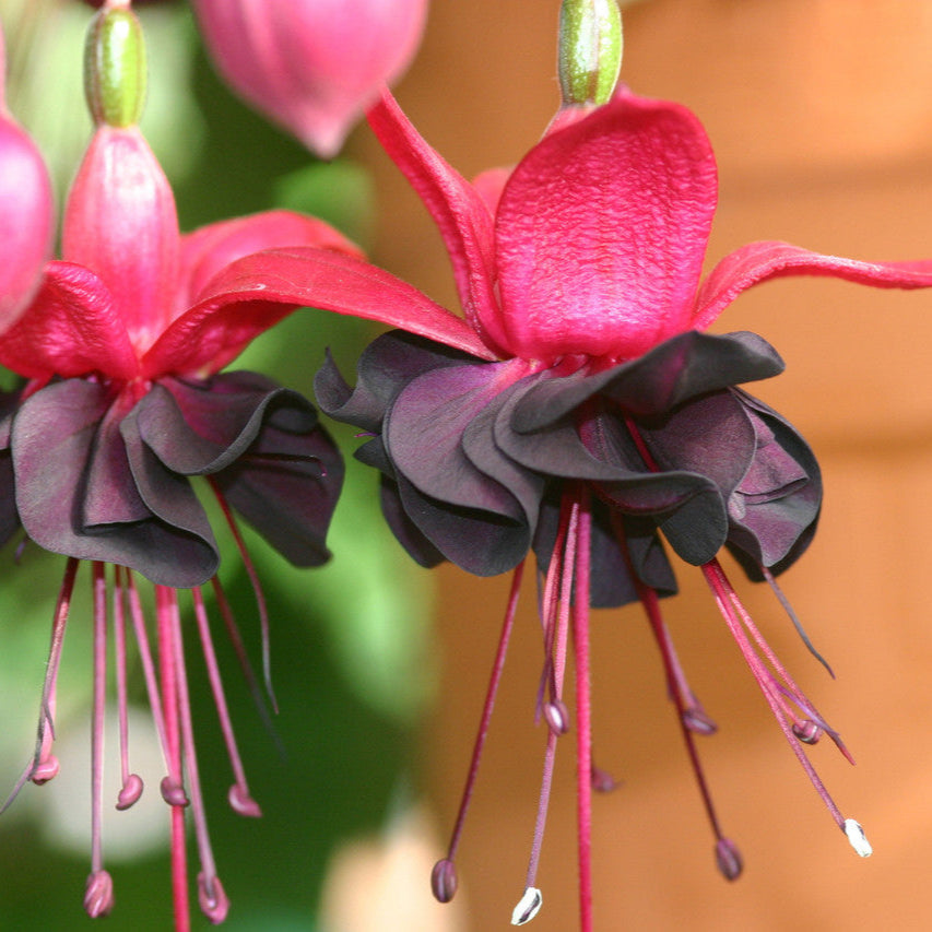Heirloom Black Fuchsia flower seeds – non‑GMO trailing plant seeds ...