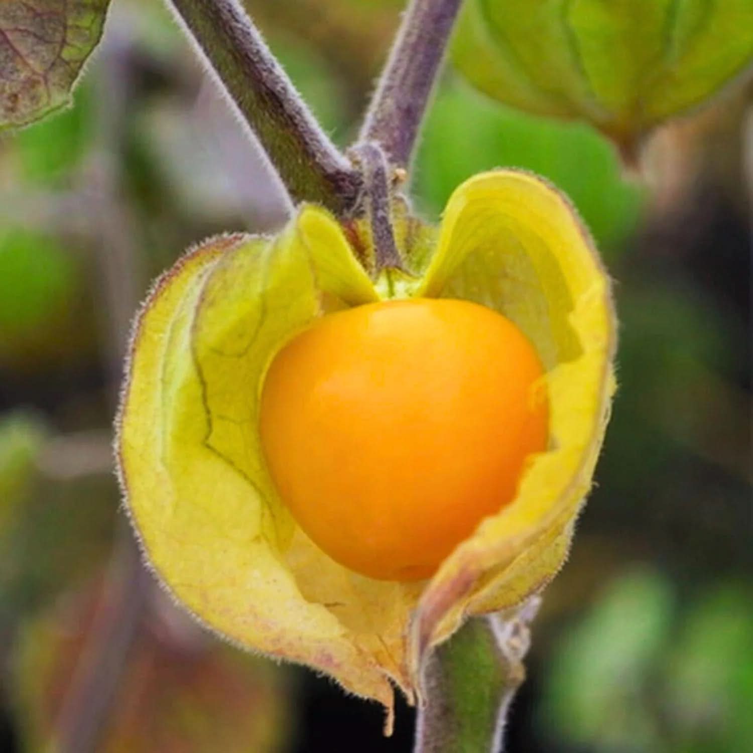 Golden Berry / Cape Gooseberry (Physalis peruviana) Rare Fruit Plant ...
