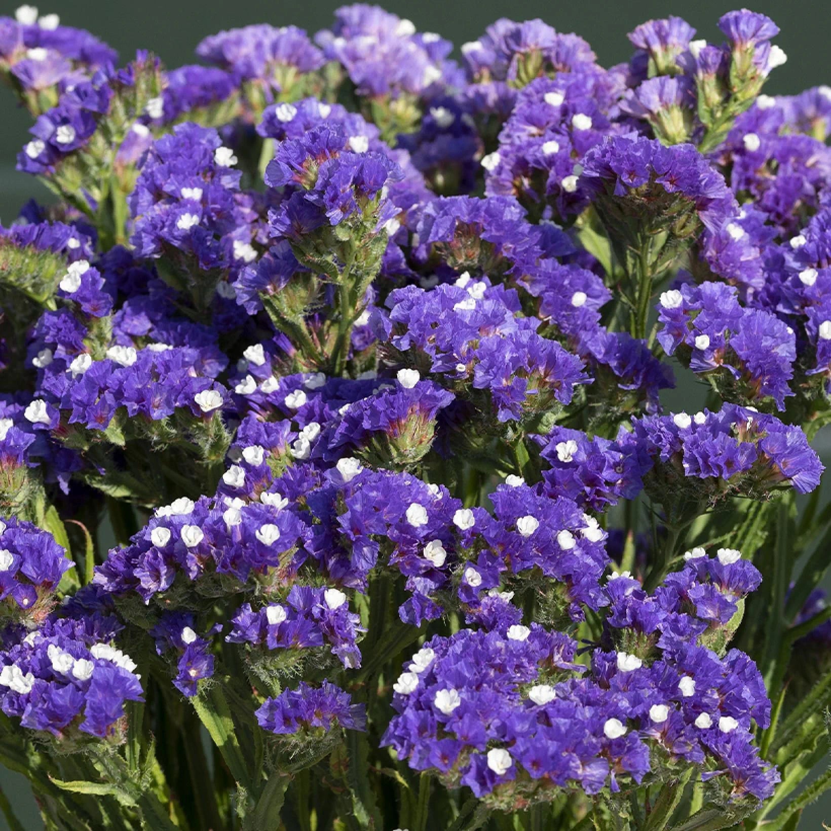 Organic Heirloom Non-GMO Statice Blue River Seeds for Planting ...