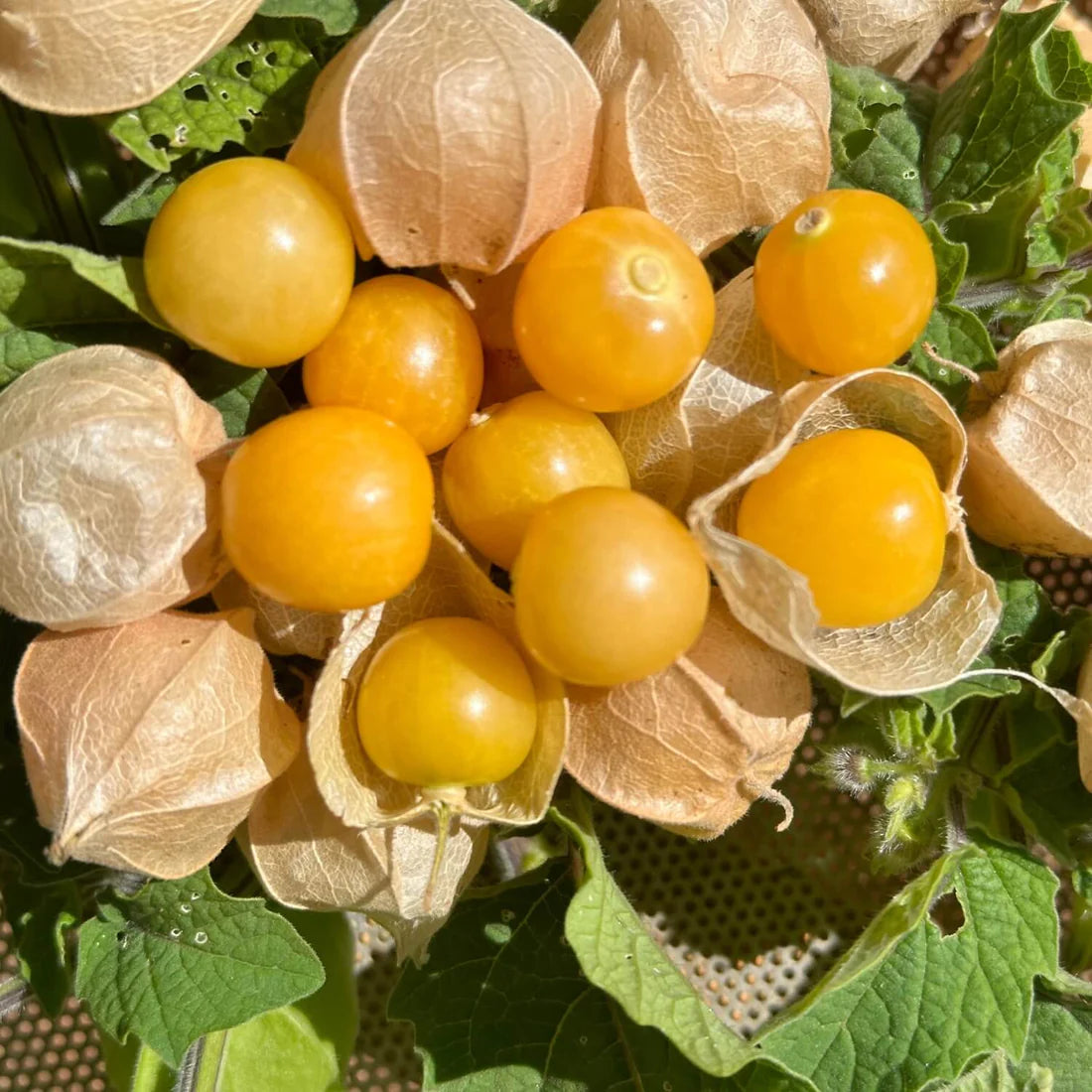Ground Cherries Seeds – Heirloom Non-GMO Vegetable Seeds for Planting ...