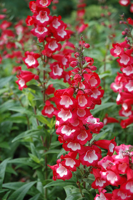 Penstemon Flower Seeds – Heirloom Non-GMO Bee-Friendly Blooms for ...
