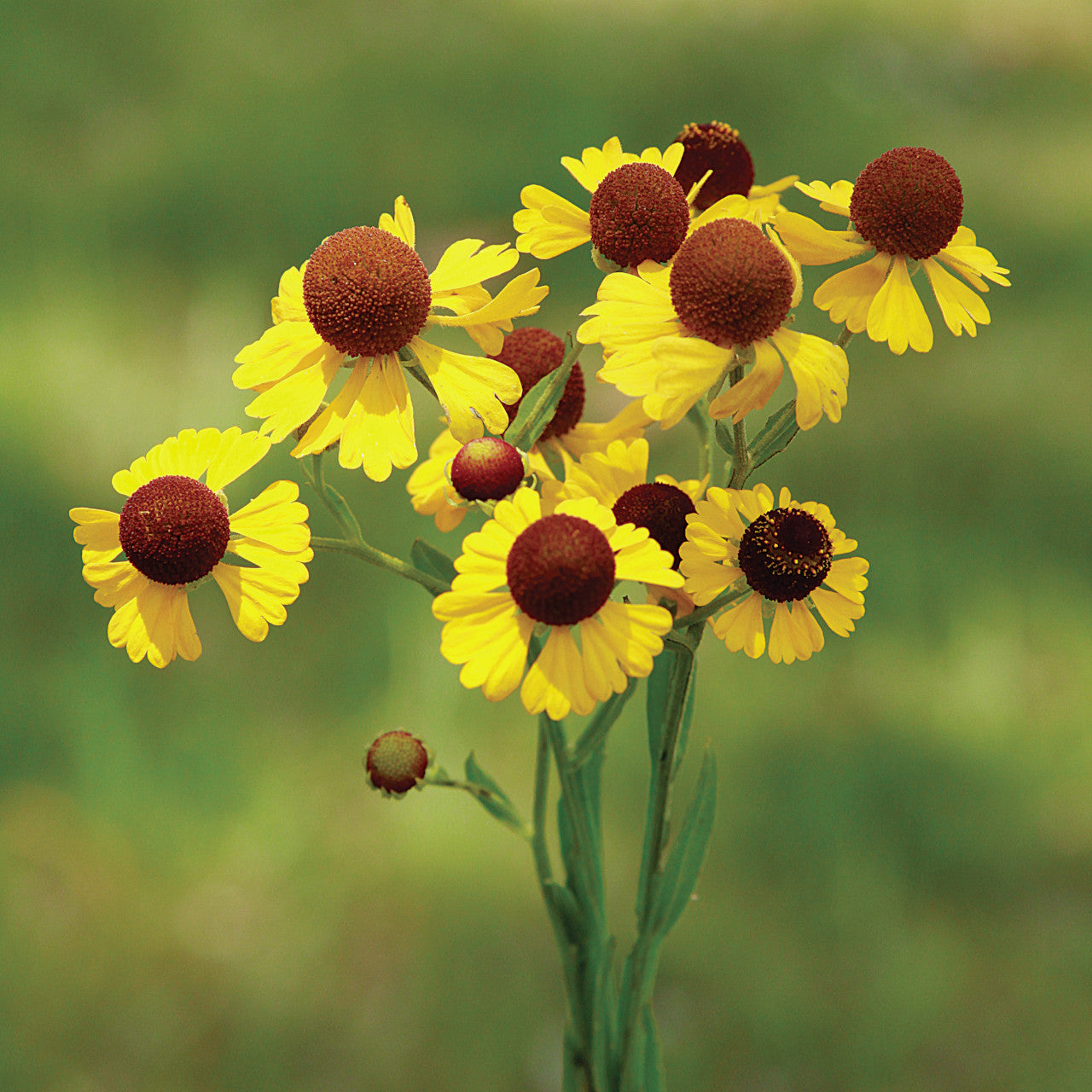 Helenium "Tiny Dancer" Purple Headed Seeds – Compact Purple Blooms ...