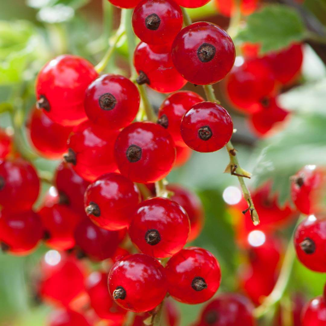 Pink Currant (Hybrid of red and white currants) Fruit Seeds - Grow Tart ...