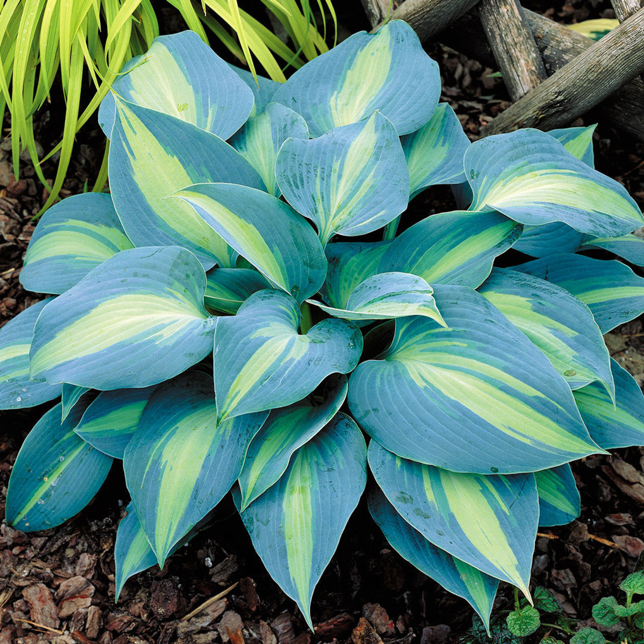 Heirloom Non-GMO Hosta Perennial Plant Seeds for Planting - Dharaseeds