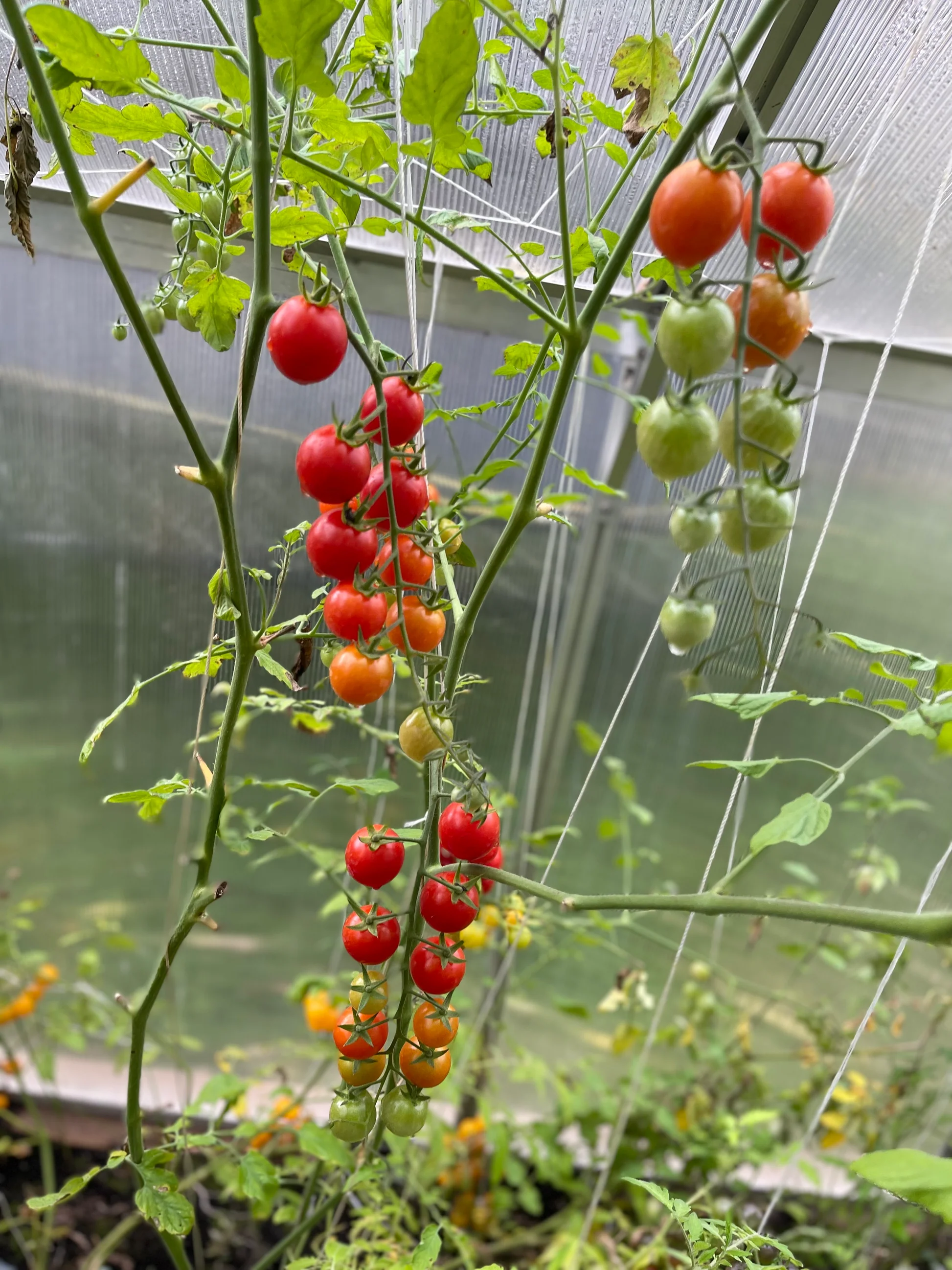 Rapunzel Tomato Seeds for Planting heirloom & Non-GMO Seeds - Dharaseeds