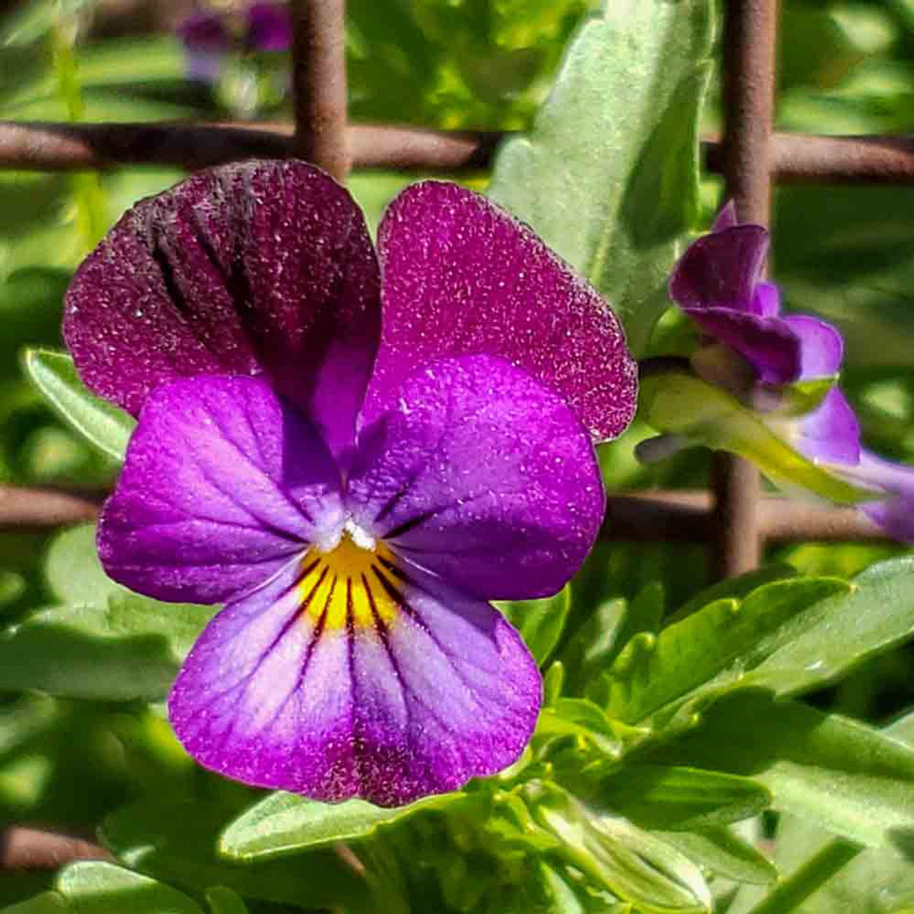 Organic Violet Johnny Jump Up Flower Seeds for Planting – Heirloom, Non ...