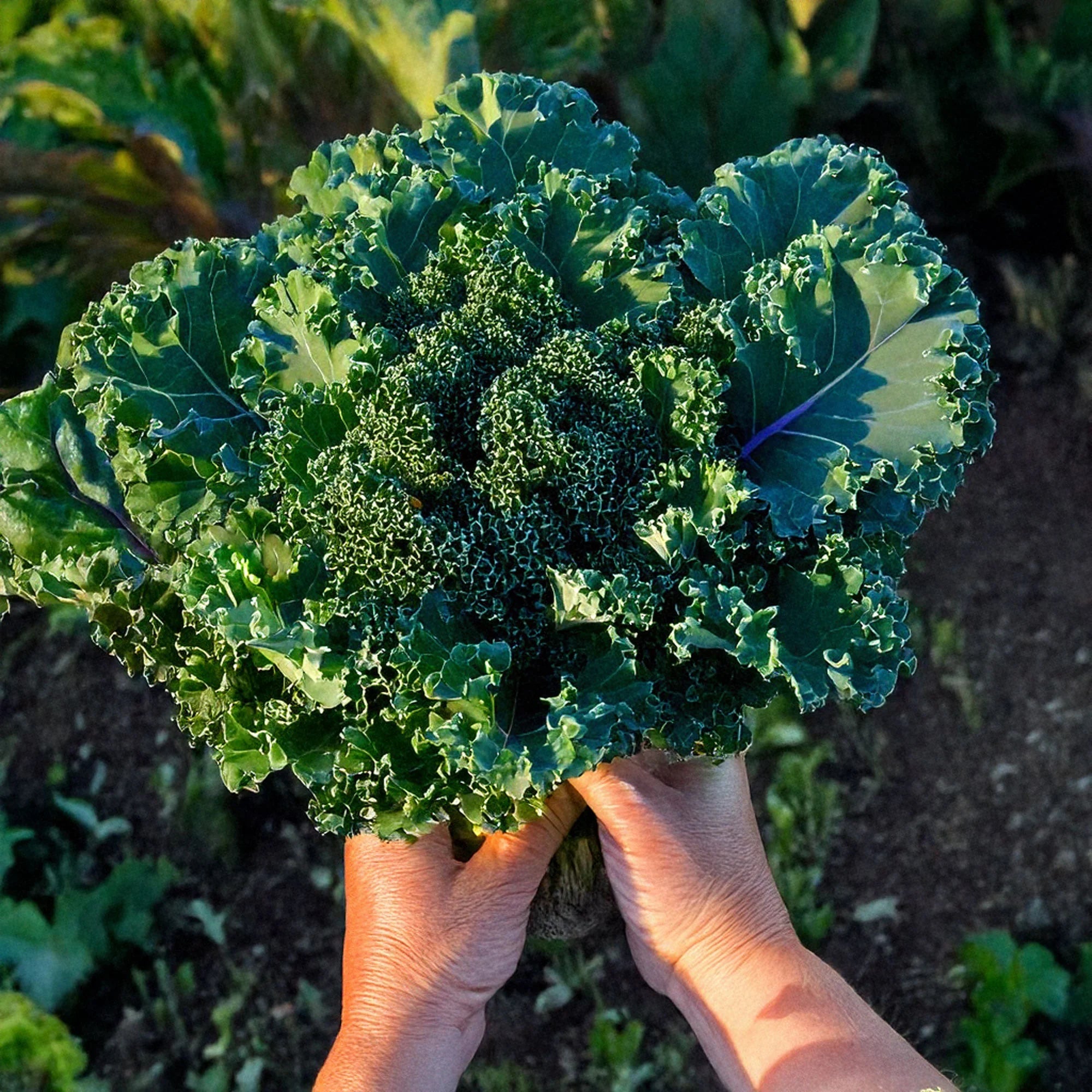 Black Magic Kale Seeds Deep Green Curly Kale High Germination Garden ...