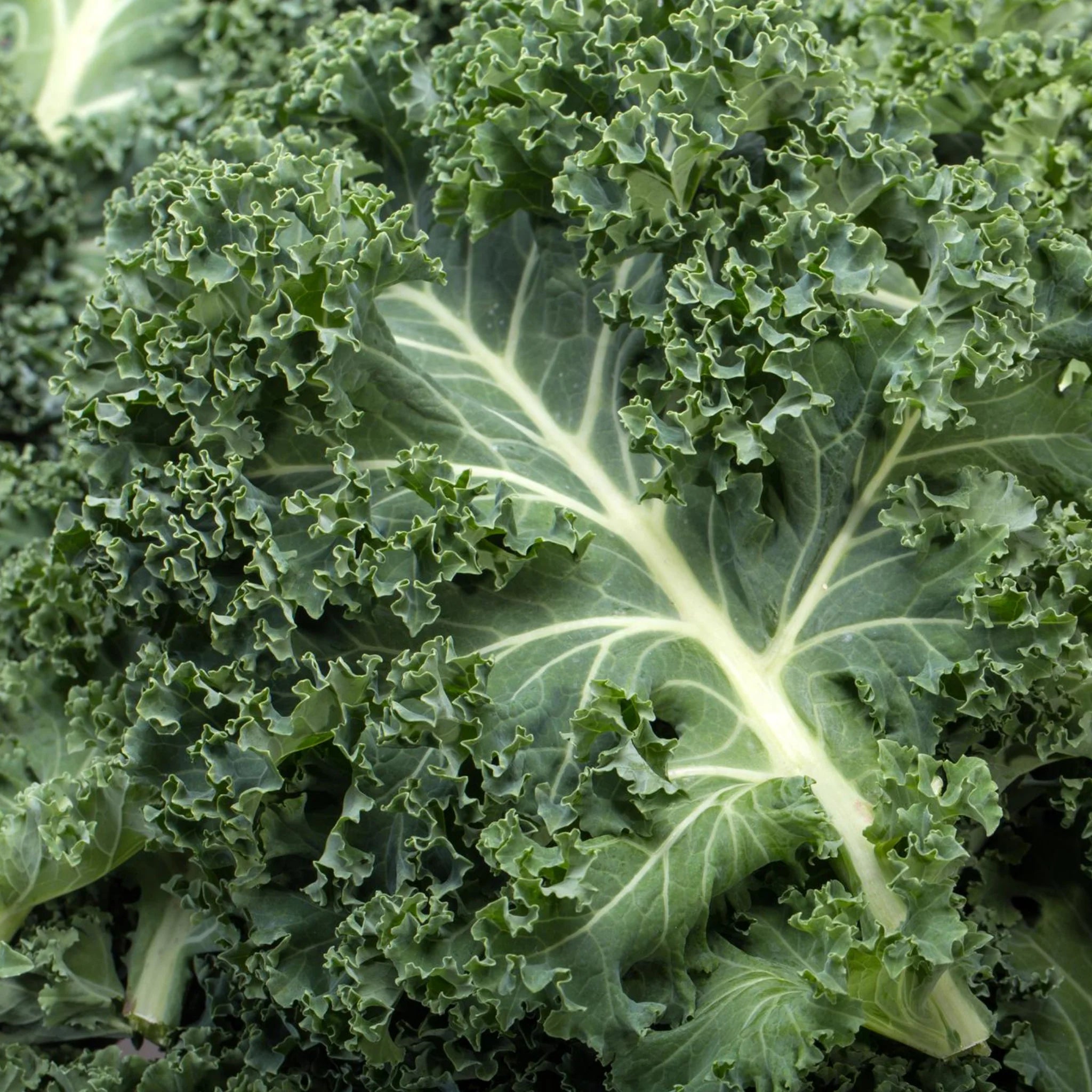 Kale Garden Blend Seeds High Germination Garden Seeds – Heirloom, Non ...
