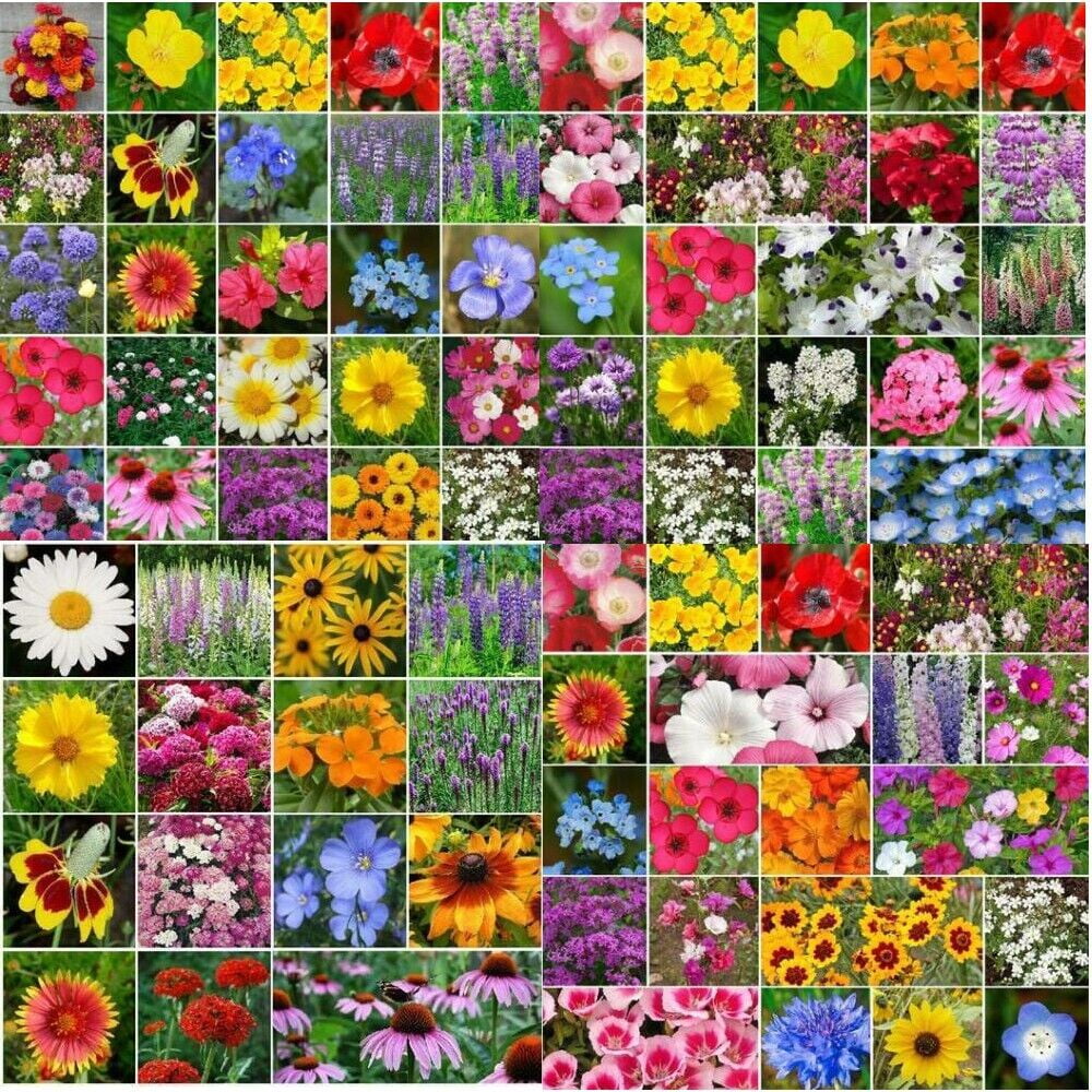 Wildflower NEVADA State Flower Mix Perennials & Annuals Seeds – Various ...
