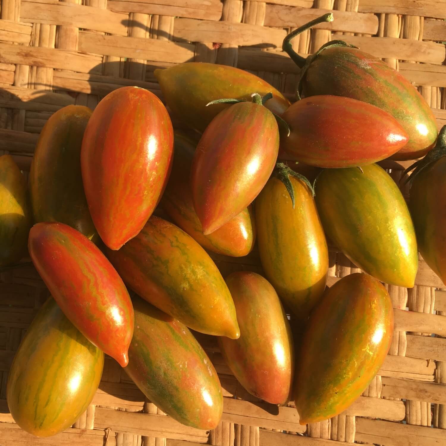Lucky Tiger Tomato Seeds – Asian Heirloom, Non-GMO Vegetable Seeds for ...