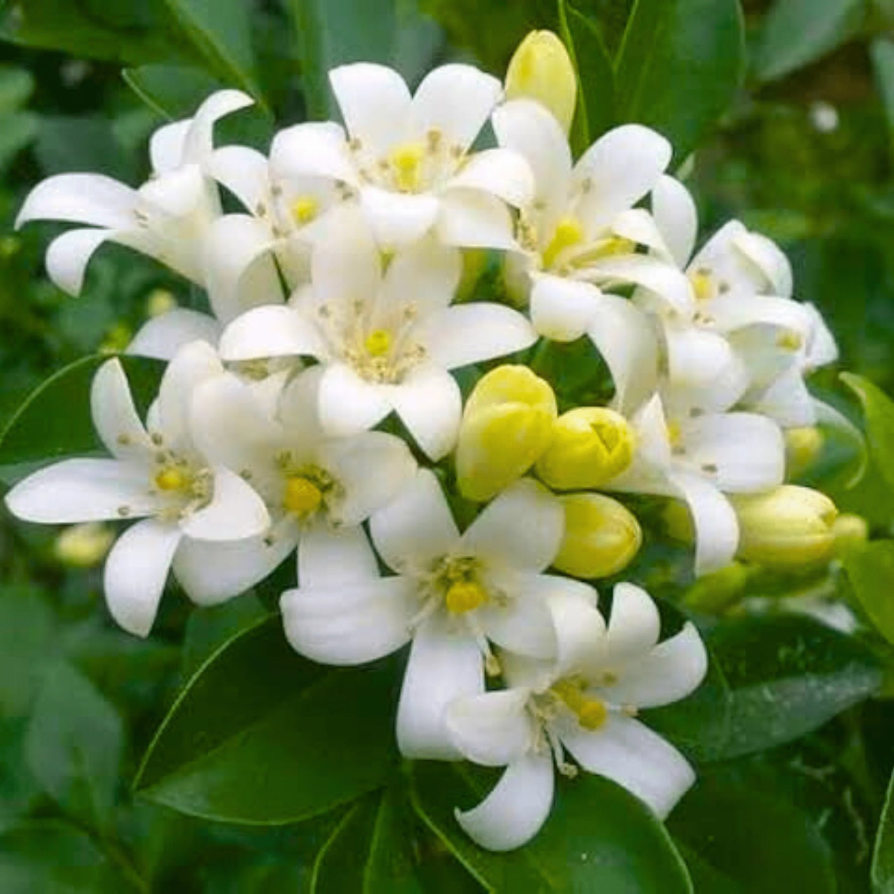 White Murraya Flower Seeds – Heirloom, Non-GMO Seeds for Planting ...