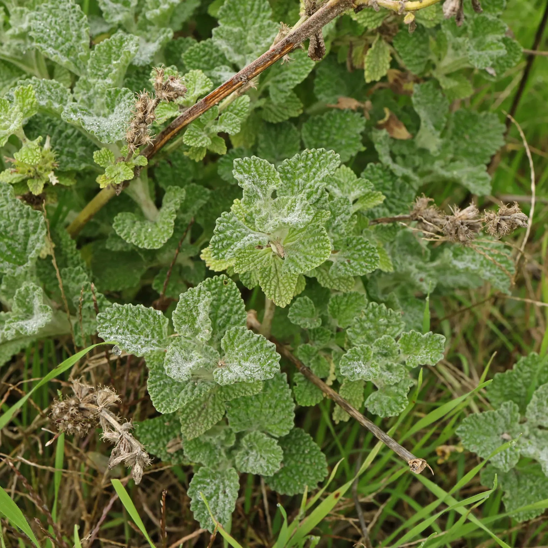 Horehound Seeds - Marrubium Vulgare Andorn, Medicinal Herb – Dharaseeds