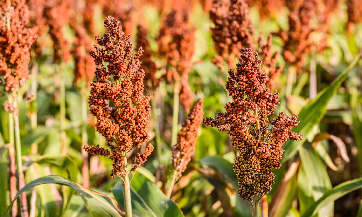 Heirloom Sorghum Flower Seeds, Non-GMO Ornamental Grass Blooms for ...