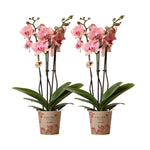 Orange Pink Pirate Picotee Phalaenopsis Orchid Flower Seeds for ...